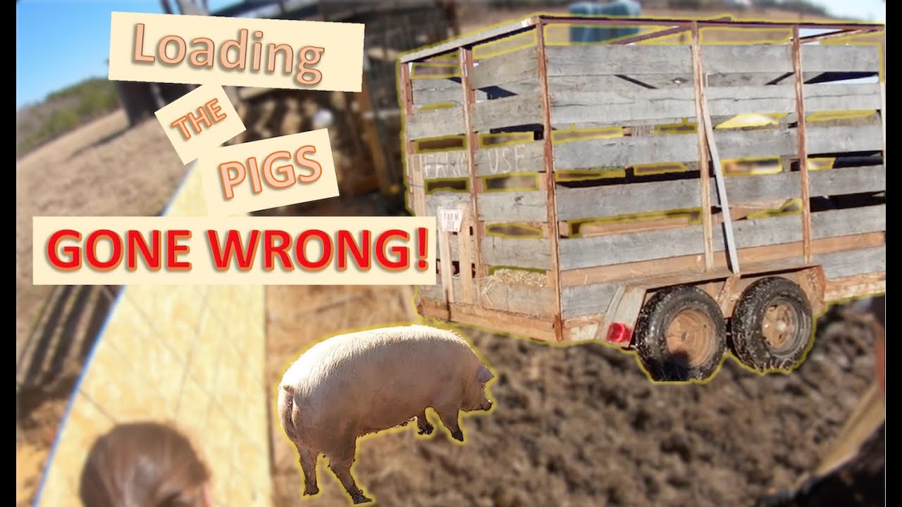 FIRST time ATTEMPTING to load PIGS on the livestock trailer - YouTube