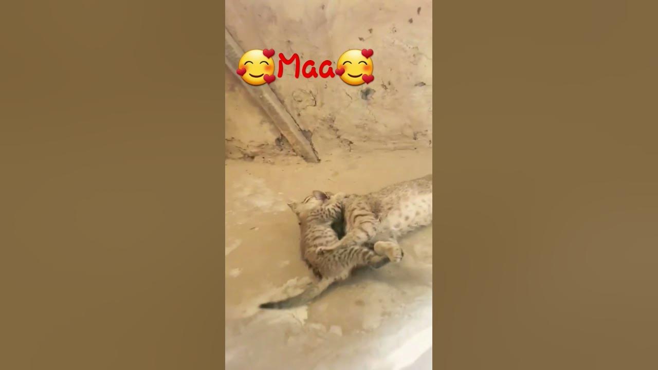 Bollywood Song Bollywoodsongs Mari Maa Youtube