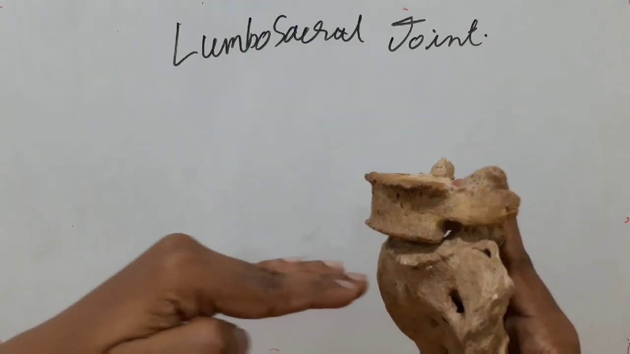THE LUMBAR SPINE BIOMECHANICS PART 11, LUMBOSACRAL JOINT - YouTube