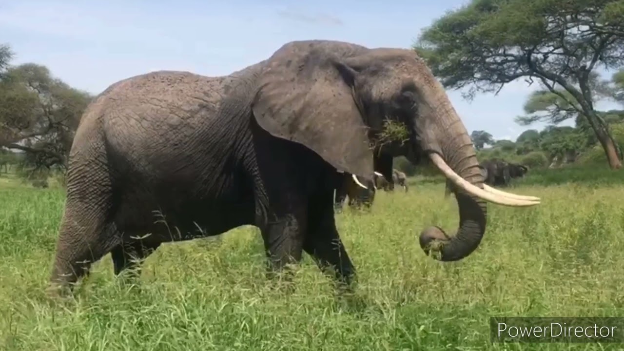 strongest elephant in the world - YouTube