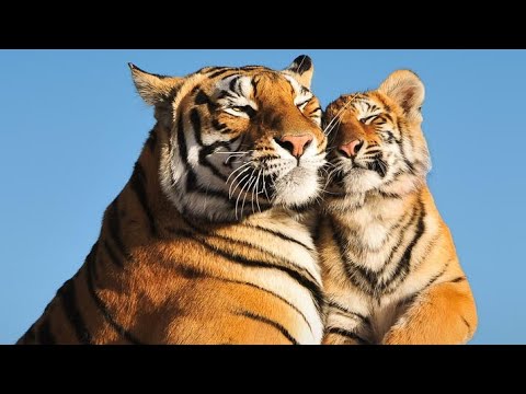 achha hai ki jeet.... jungle book... Mowgli 😅 - YouTube