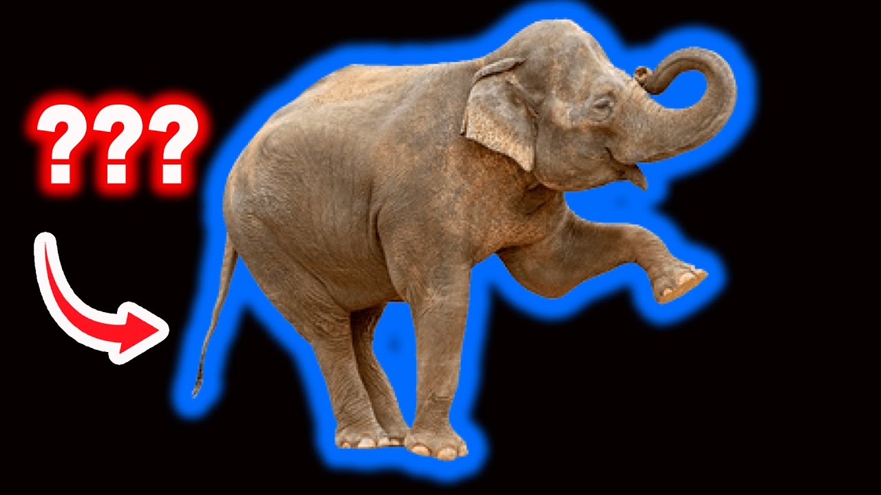 15 Elephant Sound Variations in 30 Seconds - YouTube