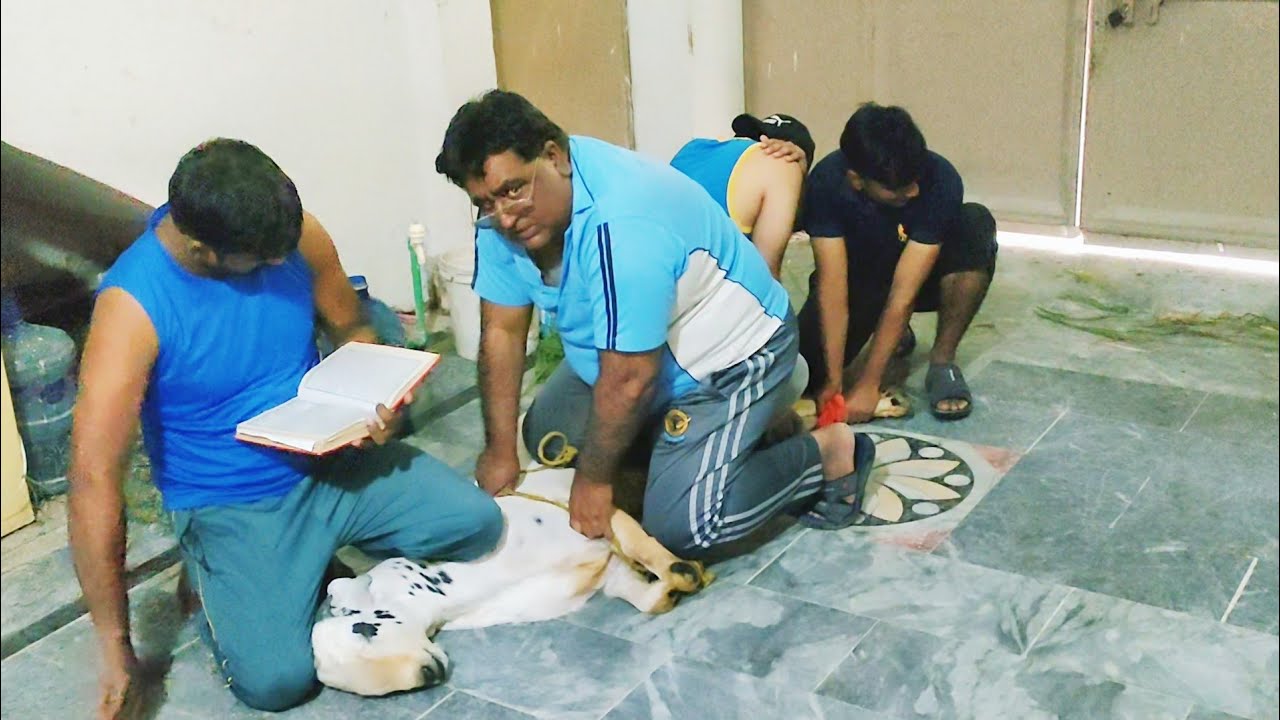 Eid UL Adha 2023 |Bakra zibah ho gaya| - YouTube