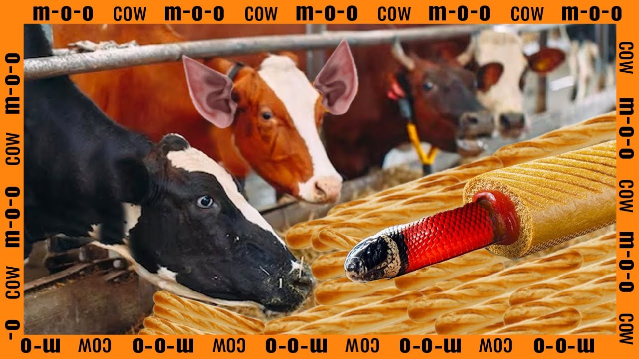 A farmer girl trims the tails of the cows | Cow Farm Video - YouTube