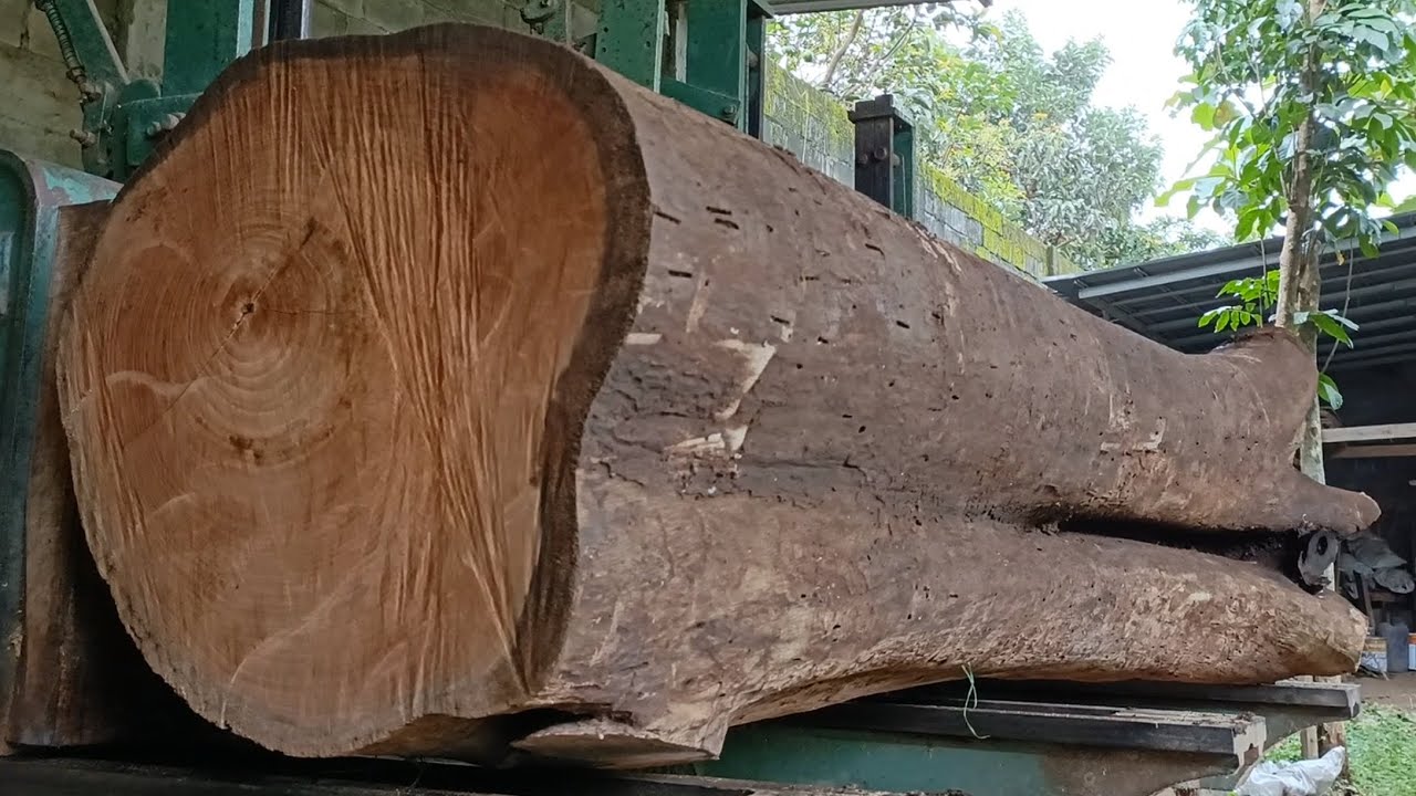 Transforming giant and ancient teak trees into premium and beautiful ...