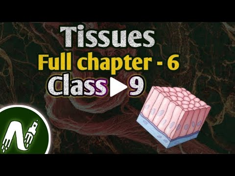 Tissues class 9 full chapter | tissues one shot | tissues | tissues ...