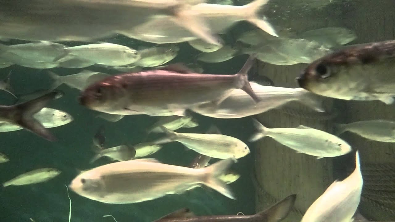 122614 swimming fish - YouTube