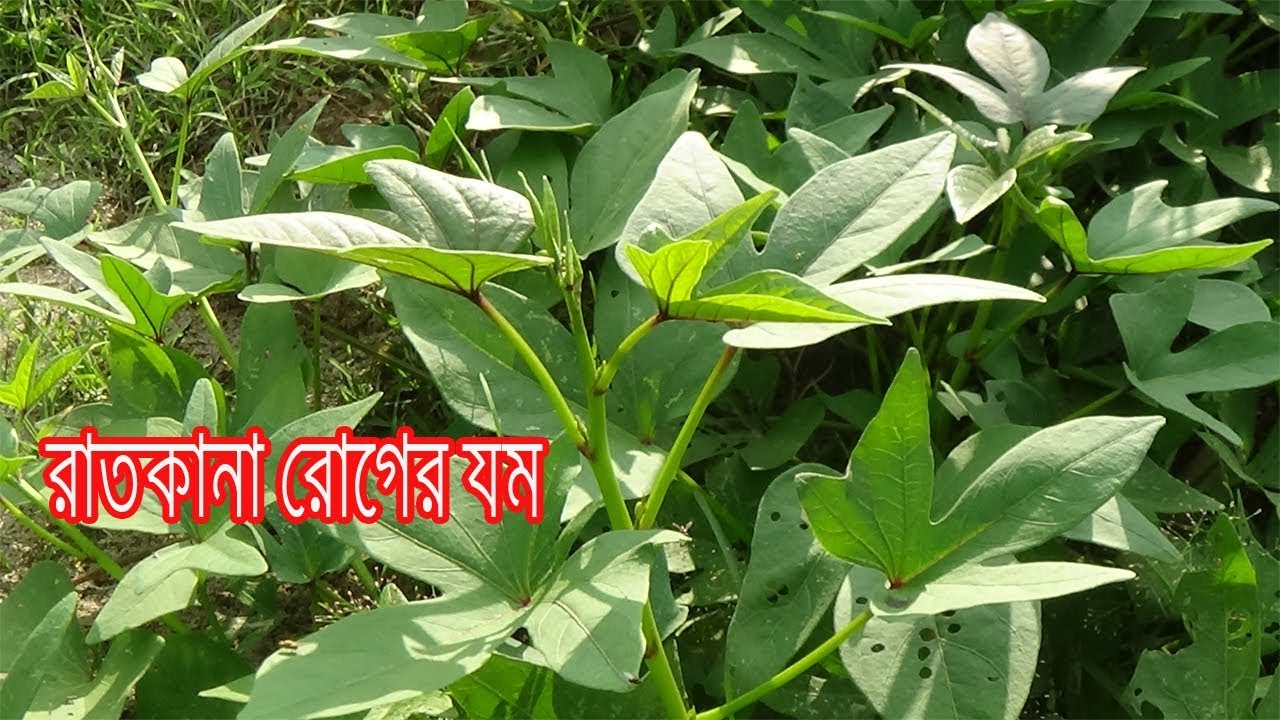 রাতকানা ও আর্সেনিক রোগের যম হল মিষ্টি আলু শাঁক জানলে অবাক হয়ে যাবেন ...