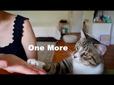 Cat politely asking for more share 