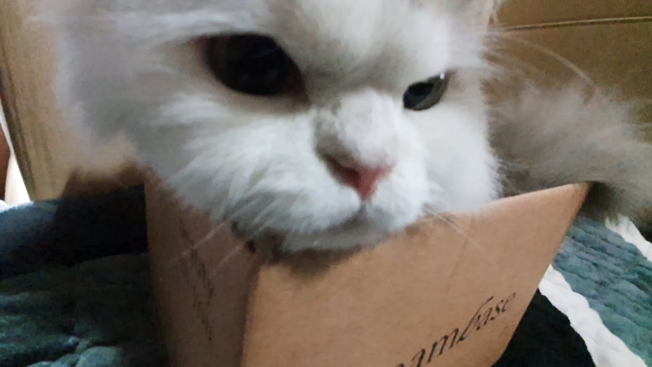 UH-OH, This box can't be bad. purrrfect - YouTube