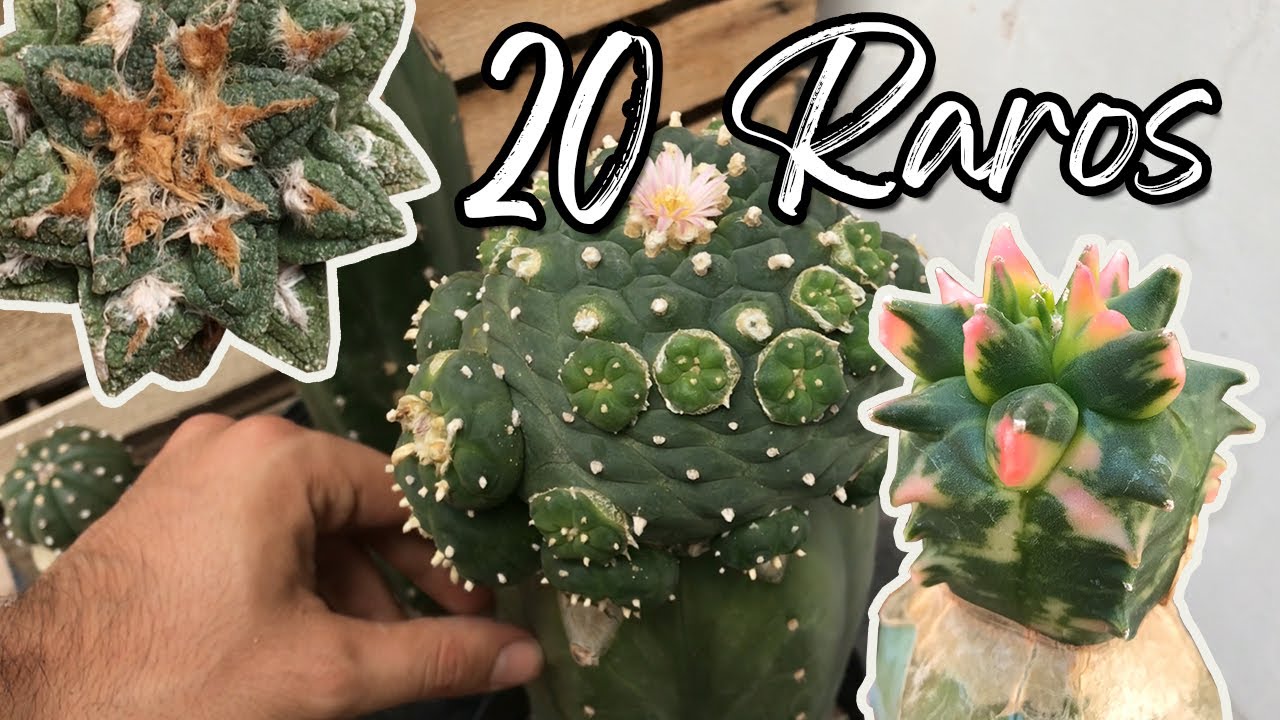 20 Cactus que nunca viste | TOUR CACTUS RAROS con nombres 🤩🌵 - YouTube