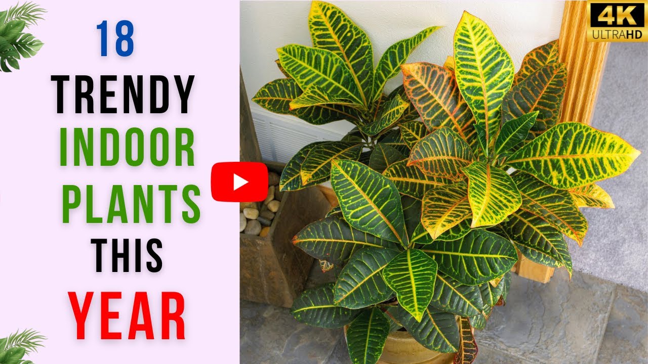 18 Trendy Houseplants You'll See in Every Home This Year | Plants Every ...