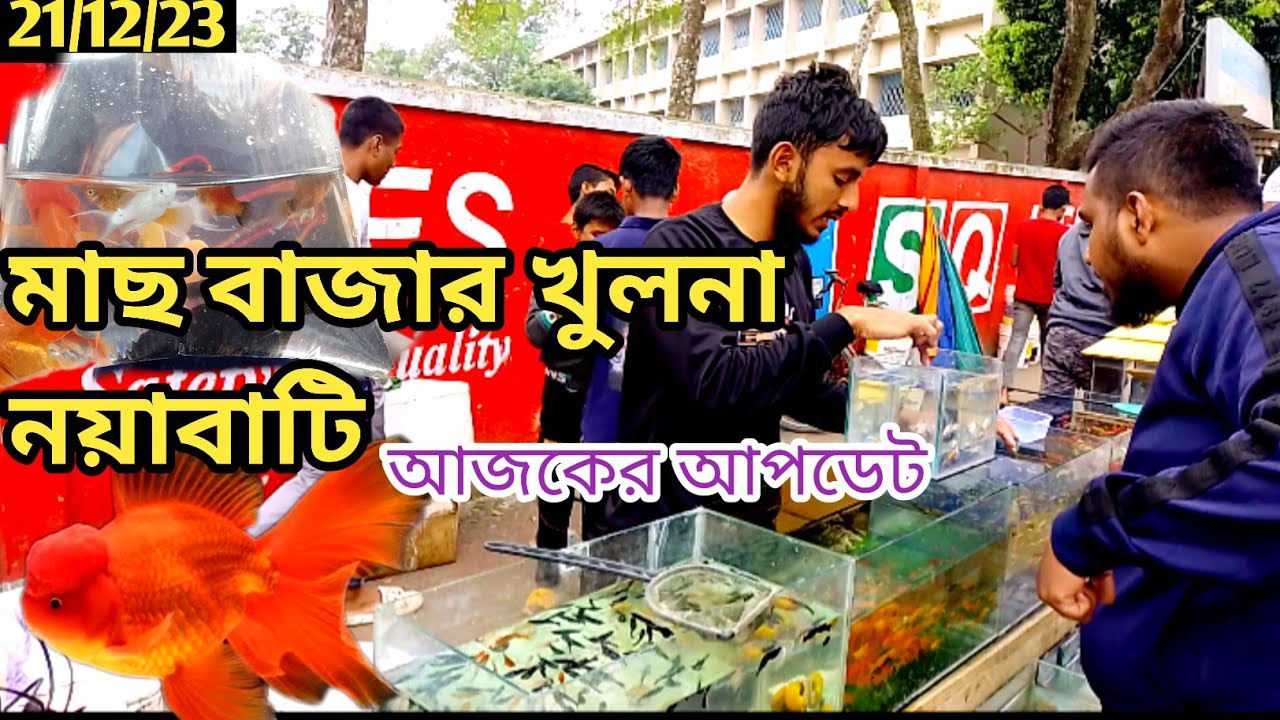 25 টাকায় 🔥মাছ ও অ্যাকুরিয়াম কিনুন | aquarium fish price in bangladesh ...