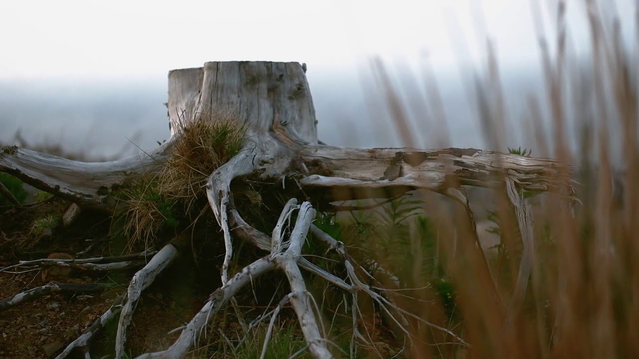 stump sad view of a former tree damaged by people and time close up ...