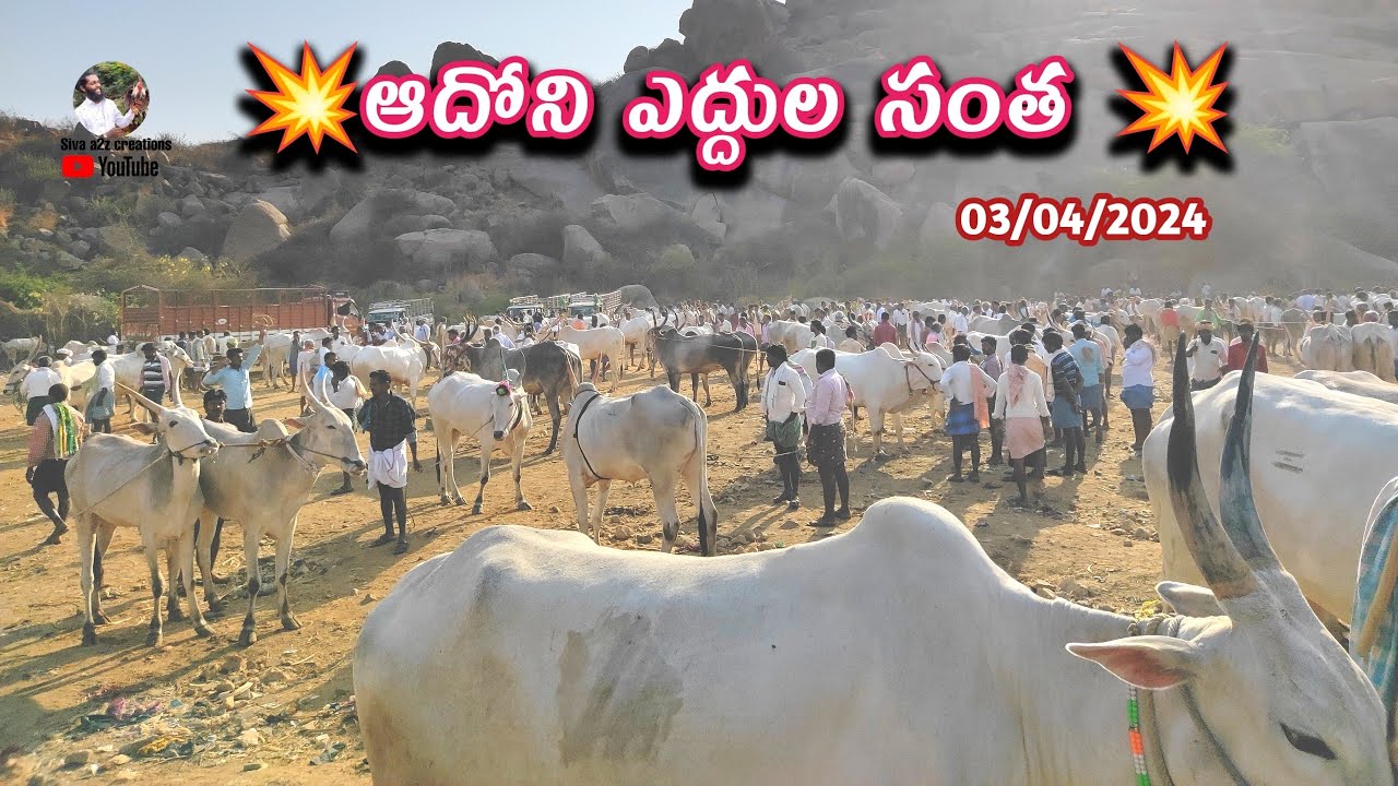 Adoni Friday bhaill bazar // Adoni eddula santa // Adoni farmer market ...