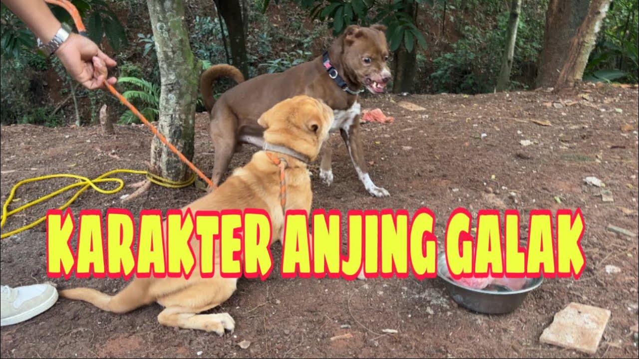 ANJING UMUR 4 BULAN BERANI LAWAN KING FLOKI ‼️ - YouTube
