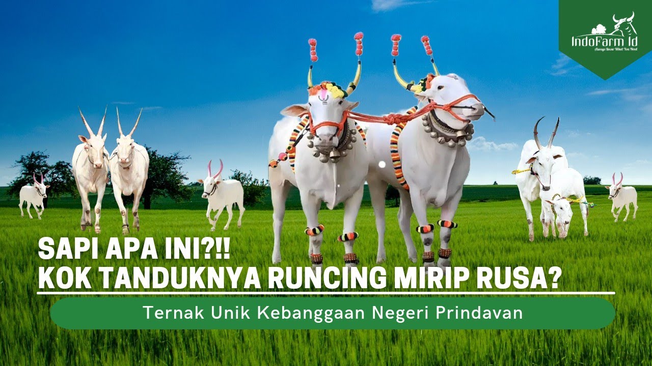 HALLIKAR SAPI BALAP KEBANGGAAN INDIA!!! - YouTube