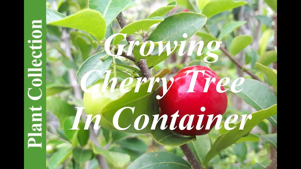 Growing Cherry Tree In Container Plant Collection - YouTube