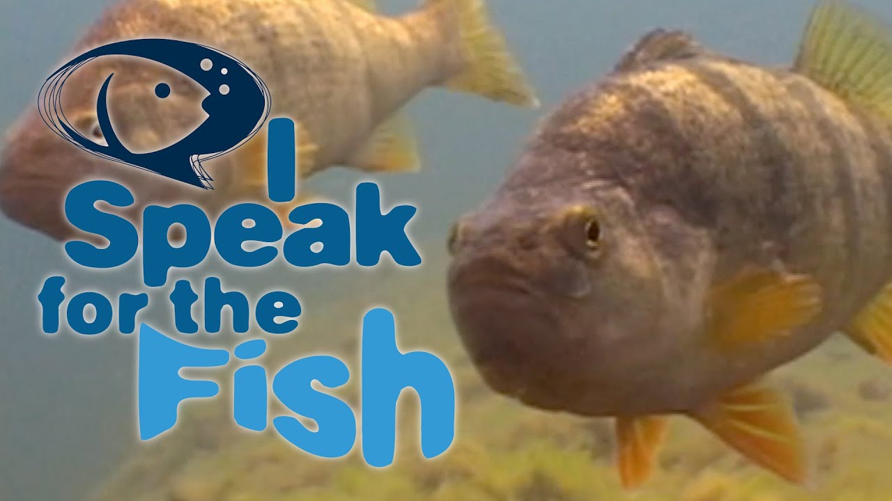 And the Survey Says… | I Speak for the Fish - YouTube
