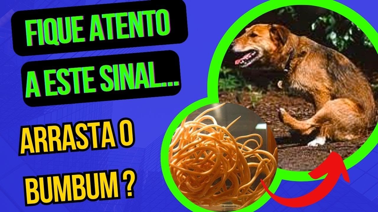 CACHORRO ARRASTA BUMBUM NO CHÃO O QUE PODE SER CÃO COM VERMES COMO ...