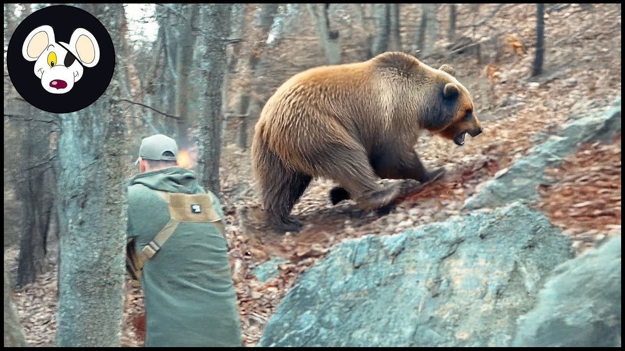Wild Boars, Cats And Bears – The Silent Threat To American Farms ...