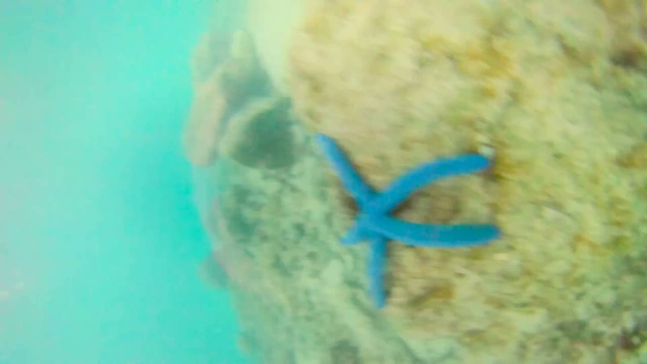 Swimming in Guam and finding a blue starfish - YouTube