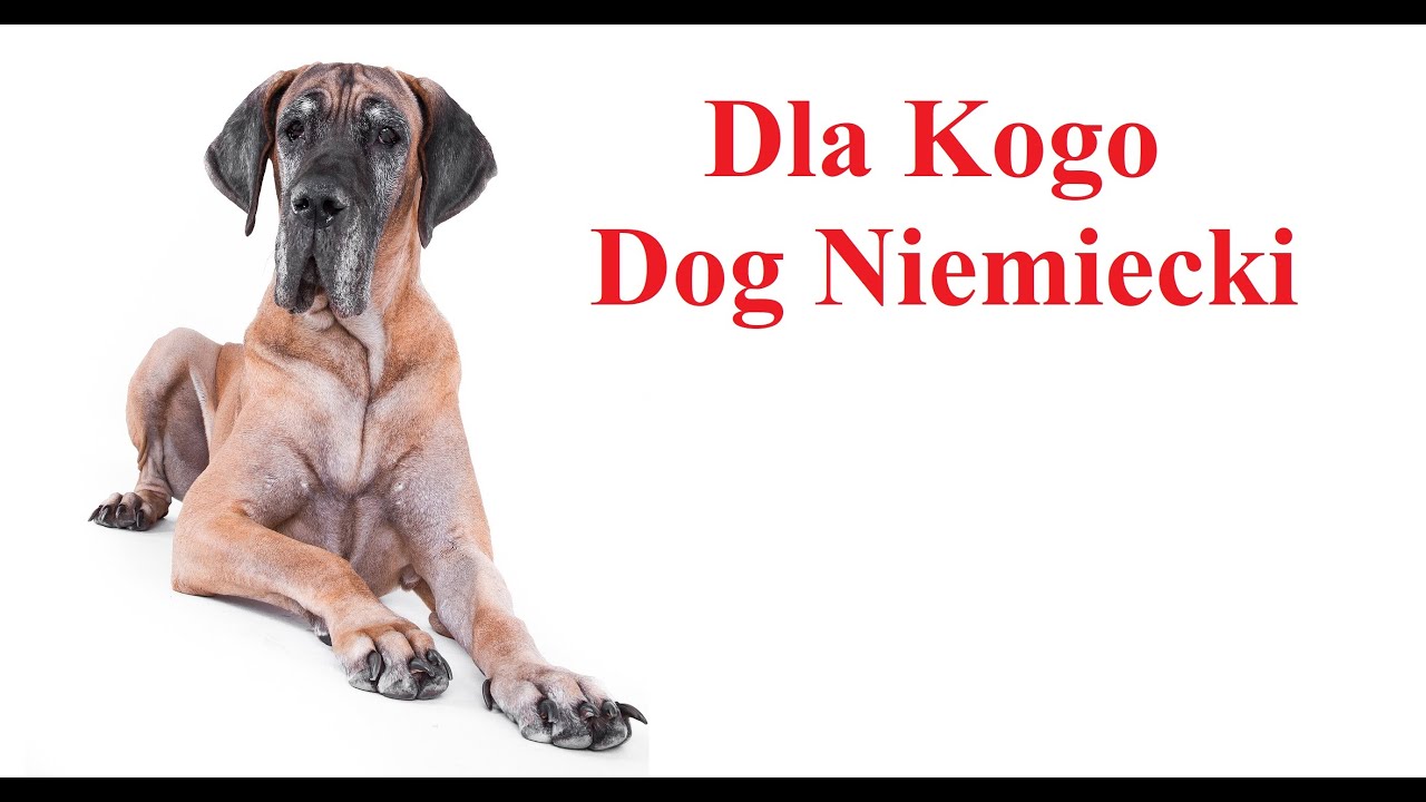 Dla Kogo DOG NIEMIECKI - YouTube