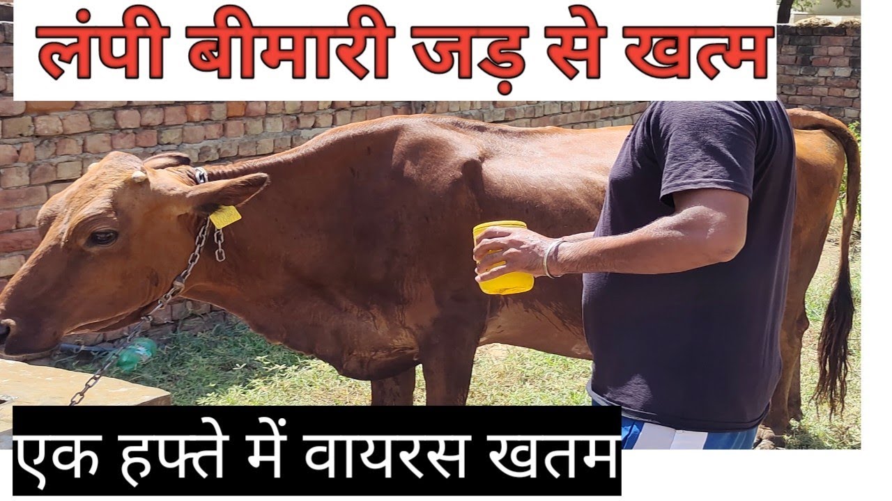 Lumpy ka ilaj kaise kare | Lumpy bimari ka ilaj Lumpy virus ko thik kaise kare @kdfnewsindia ...