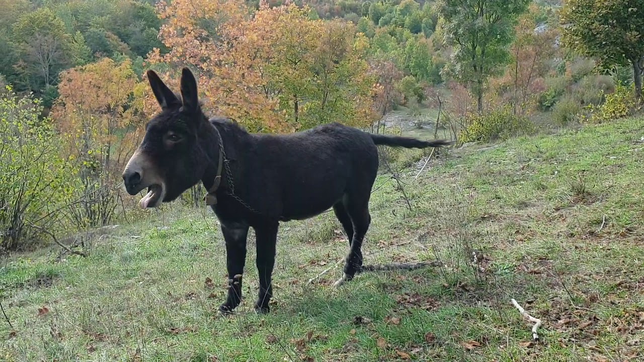 Donkey-Magarac - YouTube