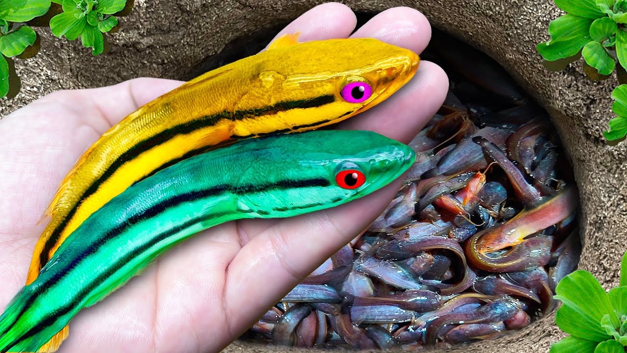 I Found Unique Ornamental Colorful Banana Fish, Full Red Guppy, Phoenix ...