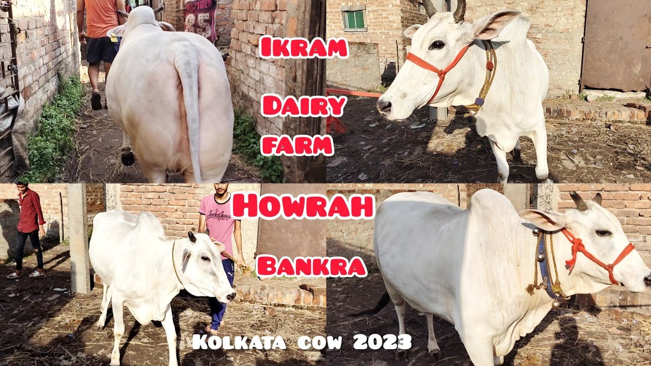 most beautiful cow collection😃🔥( Ikram Dairy farm) ️ Bankra howrah ...