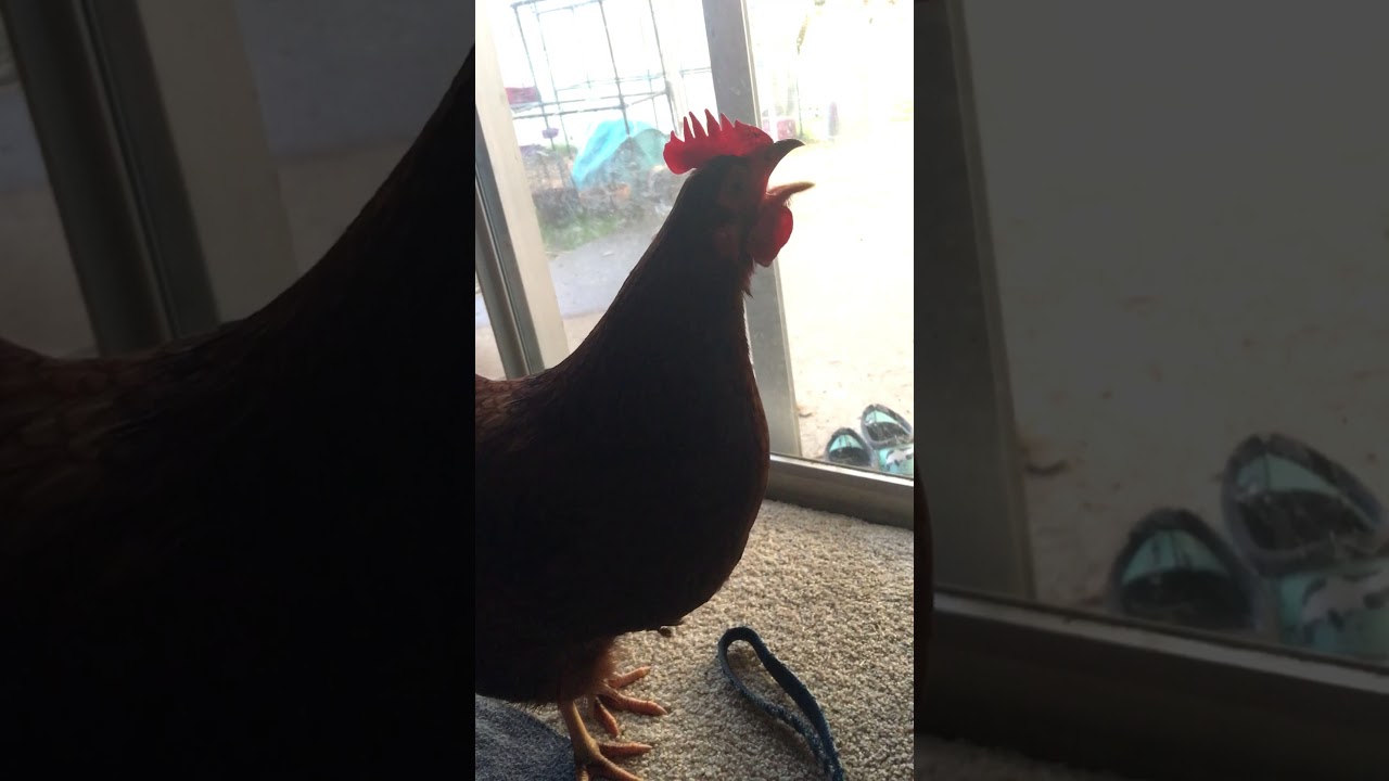 Yawning & head shaking chicken - YouTube