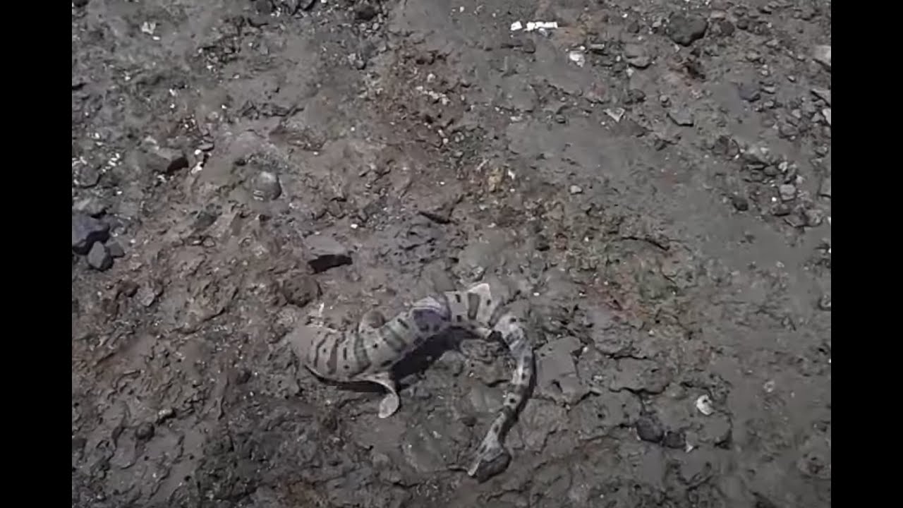 Leopard shark fishing at coyote point San mateo - YouTube
