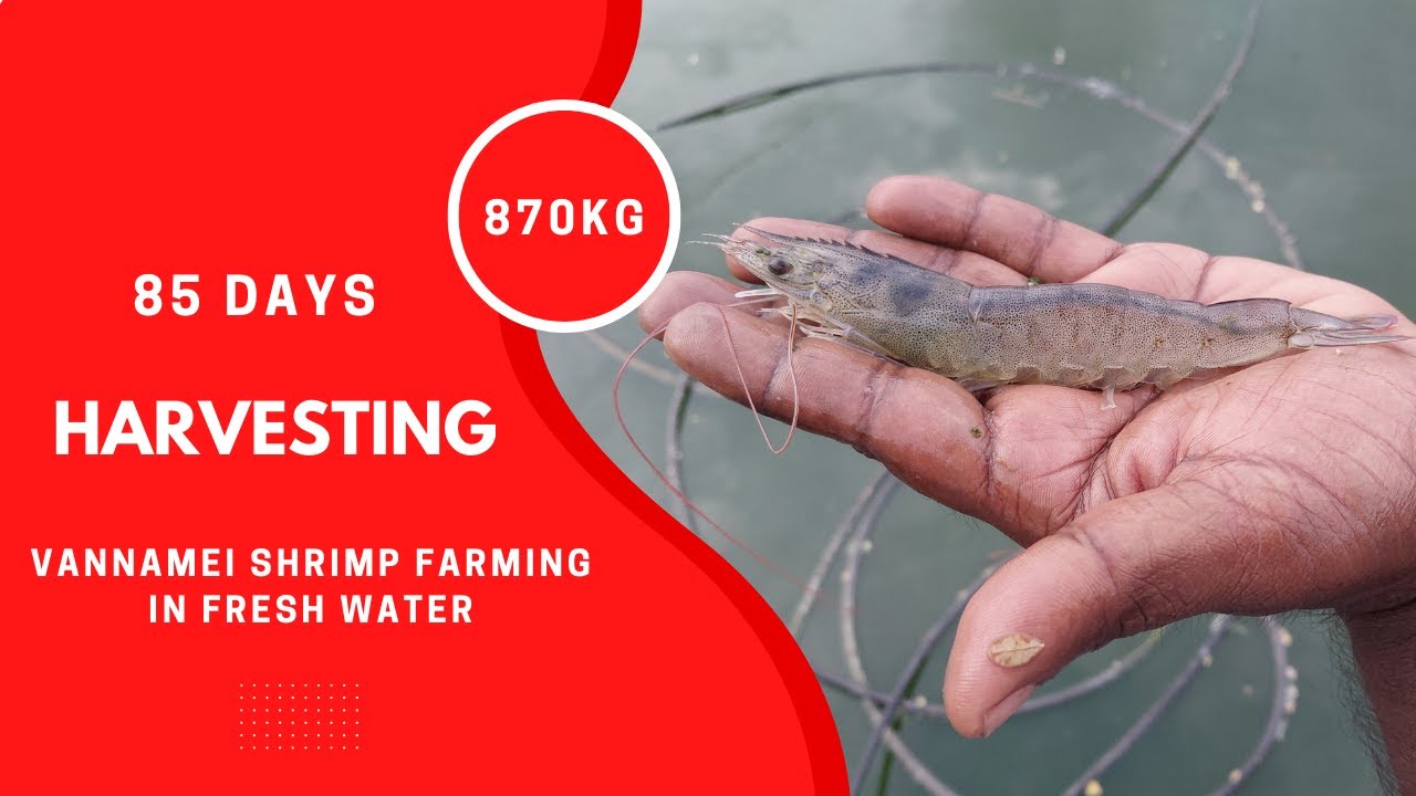 Vannamei Shrimp Farming in Biofloc System - Harvesting Update - Summer ...