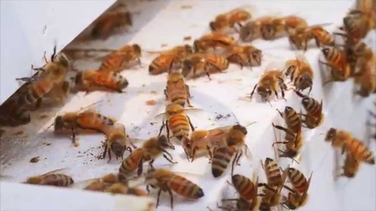 The Buzz on Bees in Michigan Apple Orchards - YouTube