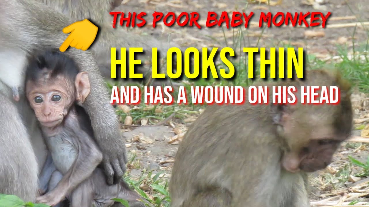Poor baby monkey. . This baby monkey seems to be sick - YouTube