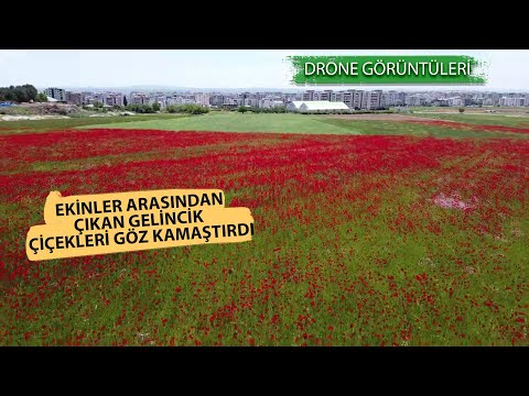 Gelinciklerin Muhteşem Manzarası