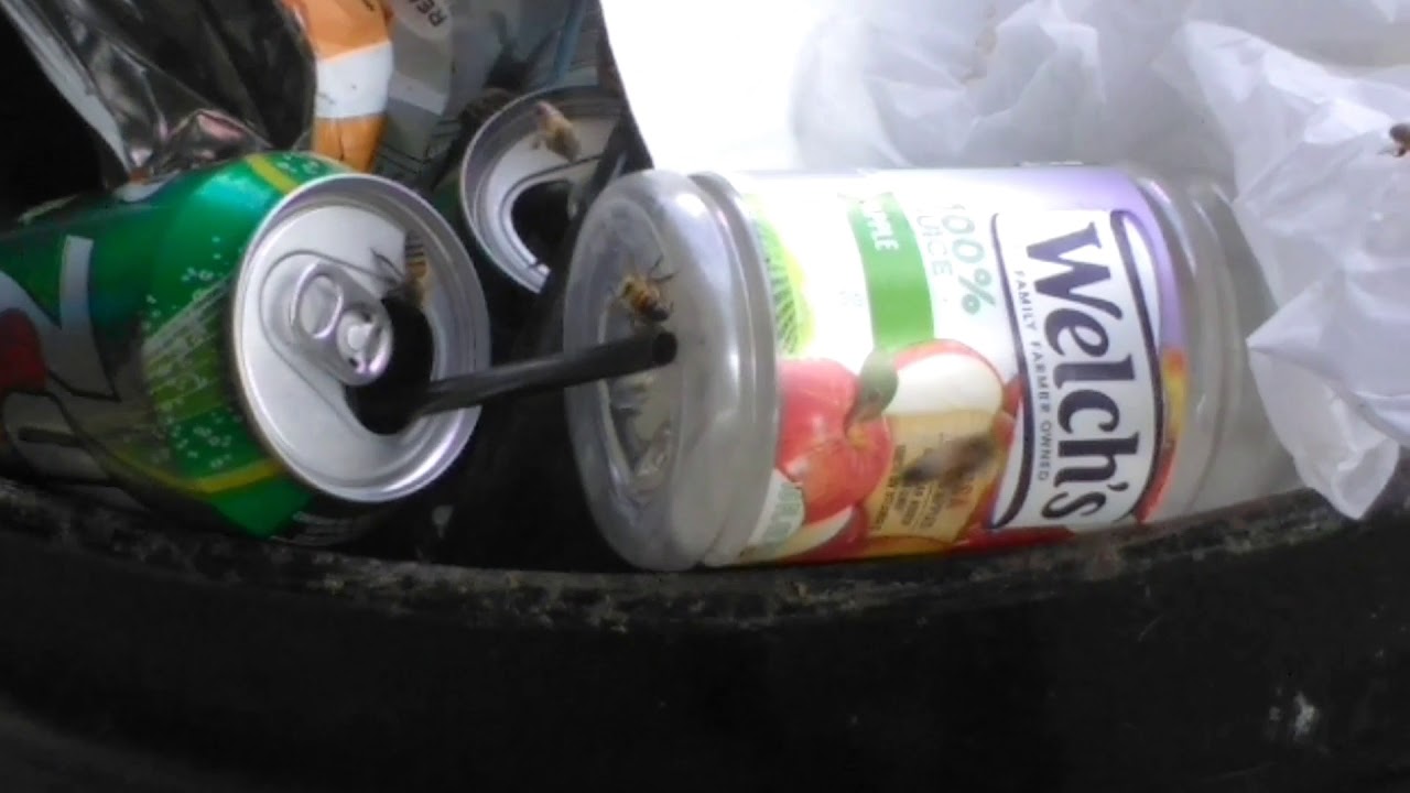 Bees Finding Honey And Pollen In The Trash Can🐝.. - YouTube
