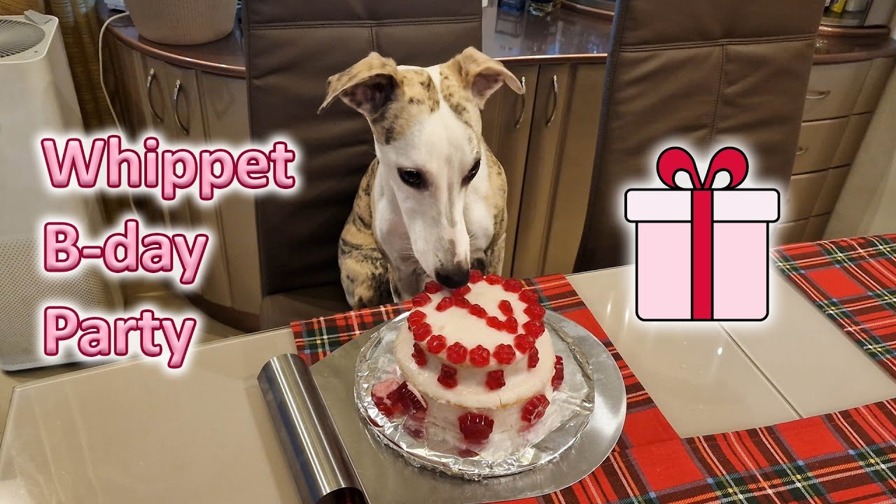 Whippet Puppy Celebrates Her 1st Birthday - YouTube