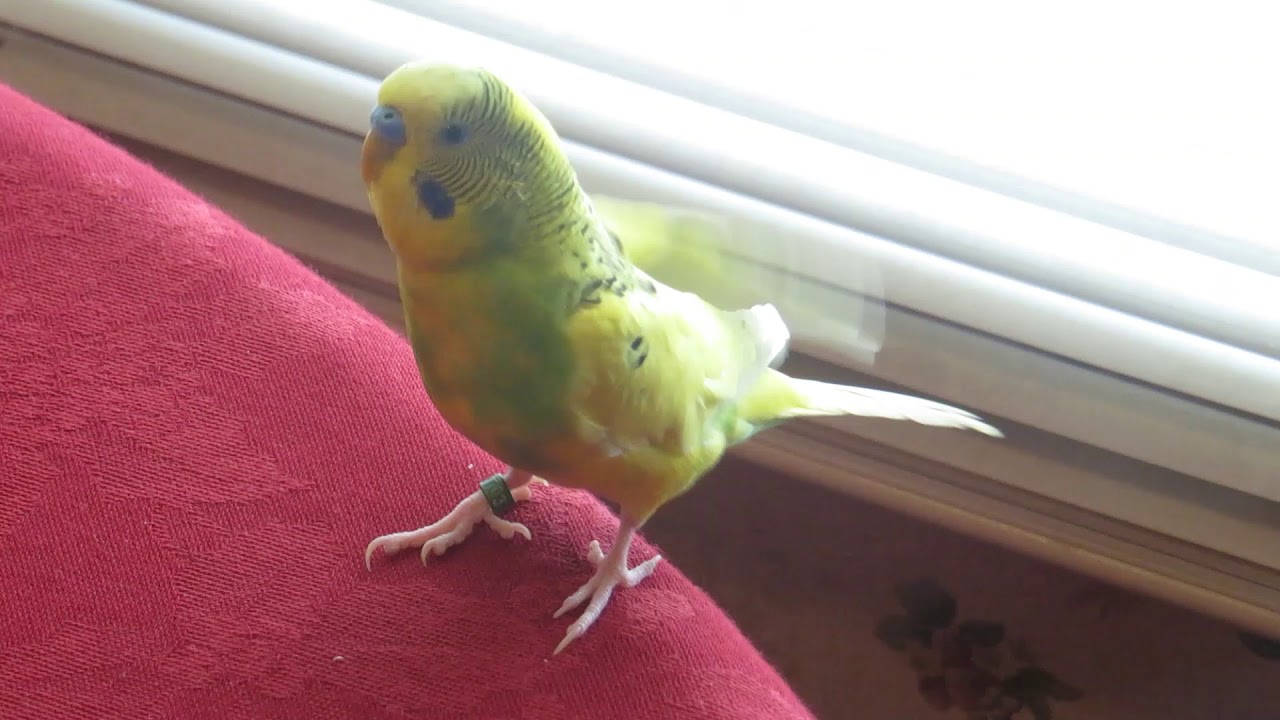 Happy Parakeet On The Table - YouTube