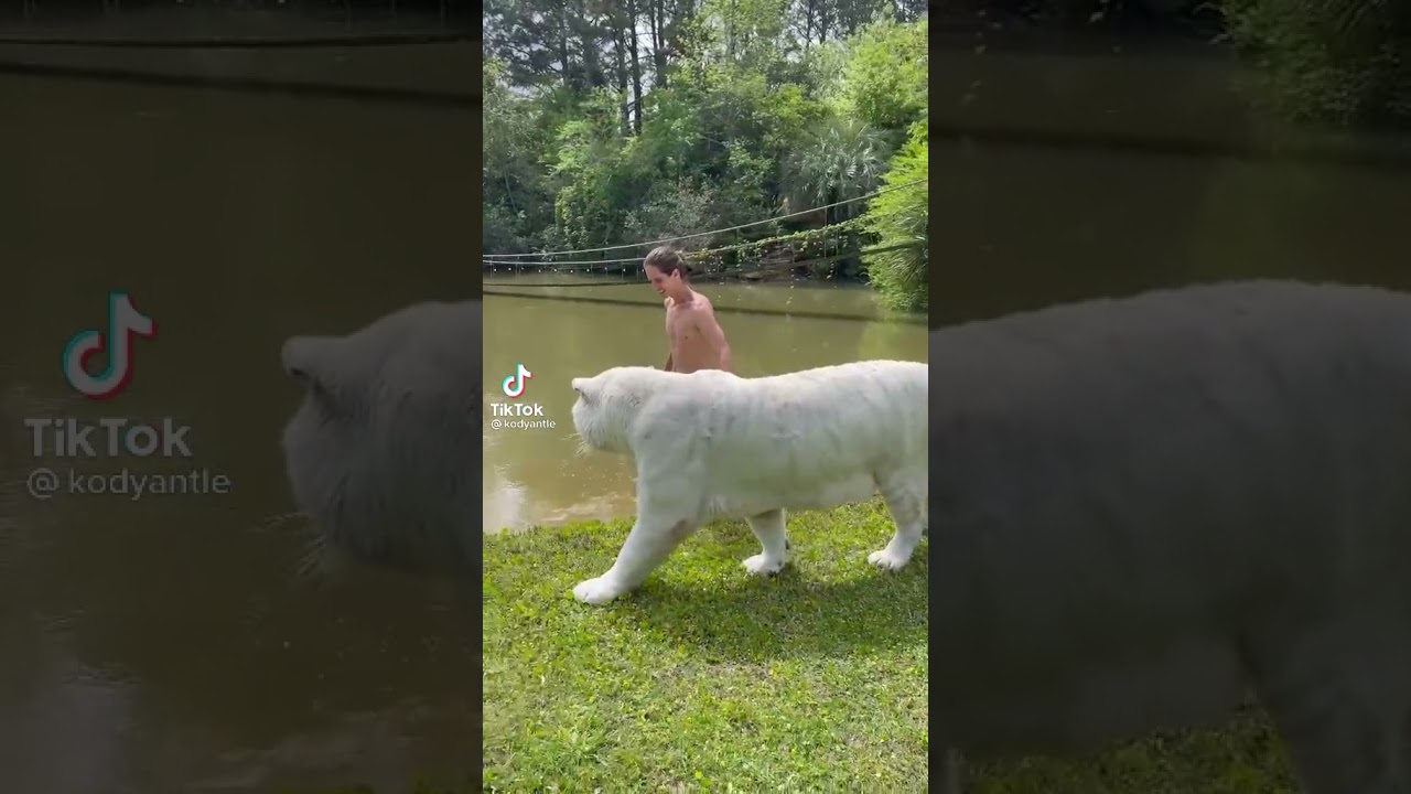 bieli tiger a človek - YouTube