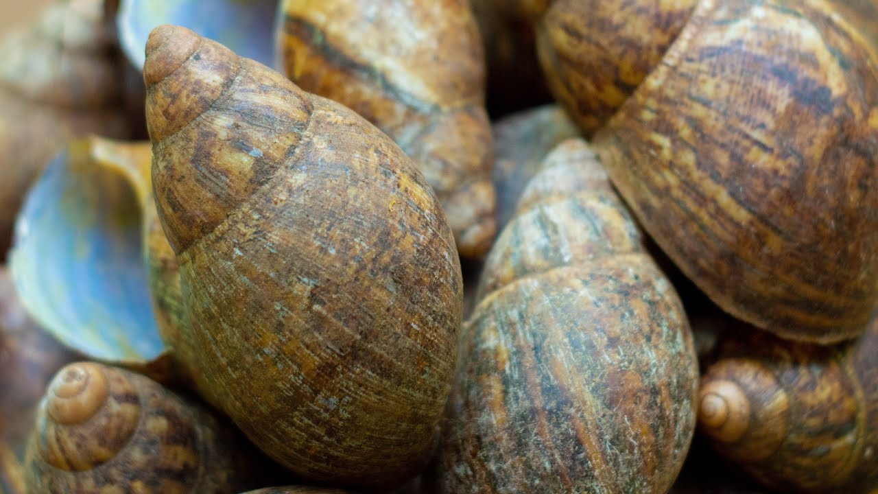 🐌 Snail Without Shell 🐚 - YouTube