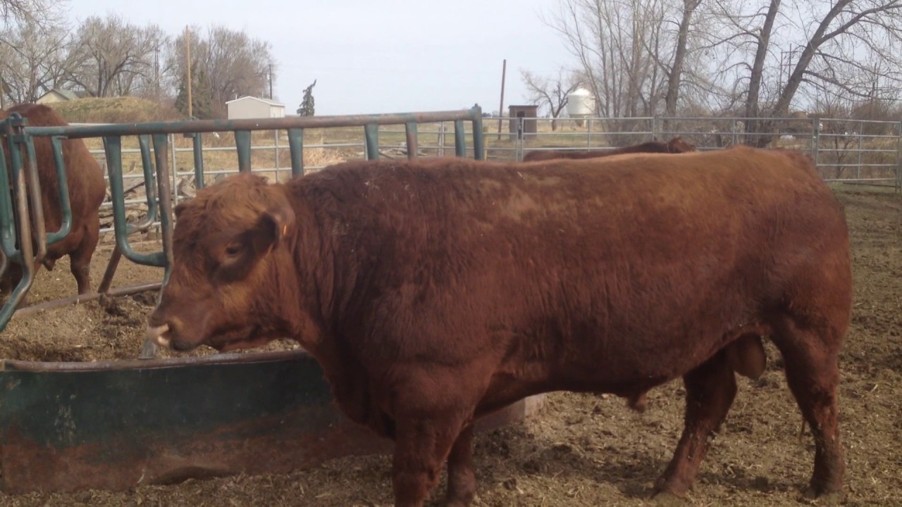 A quick look at the Bull power - YouTube