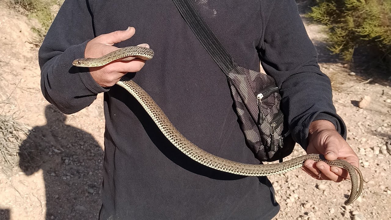 Rescate de una culebra bastarda de una balsa - YouTube