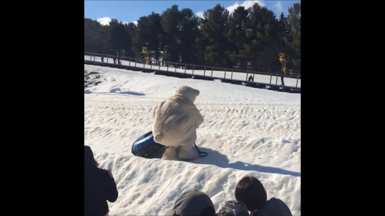Polar Bear Falling - YouTube