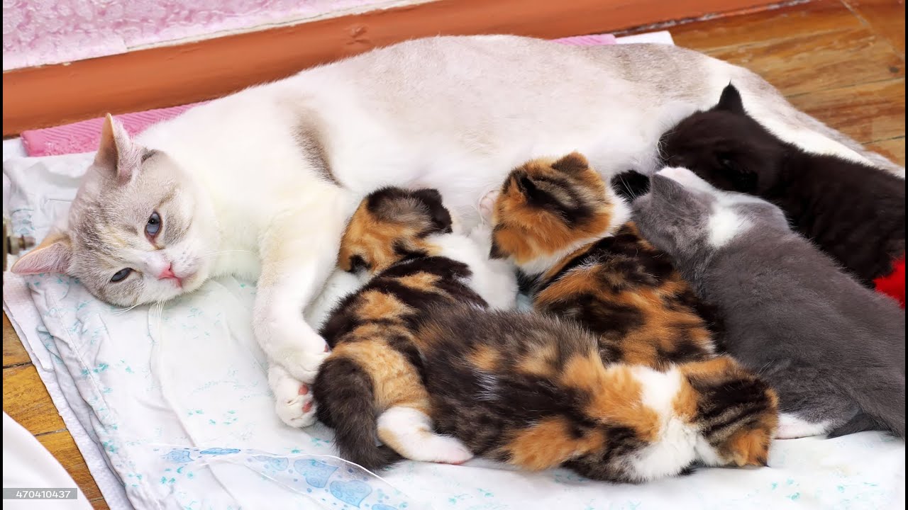 Adorable Kitten Meowing - Fun Times with Mother Cat - Cute and Playful ...