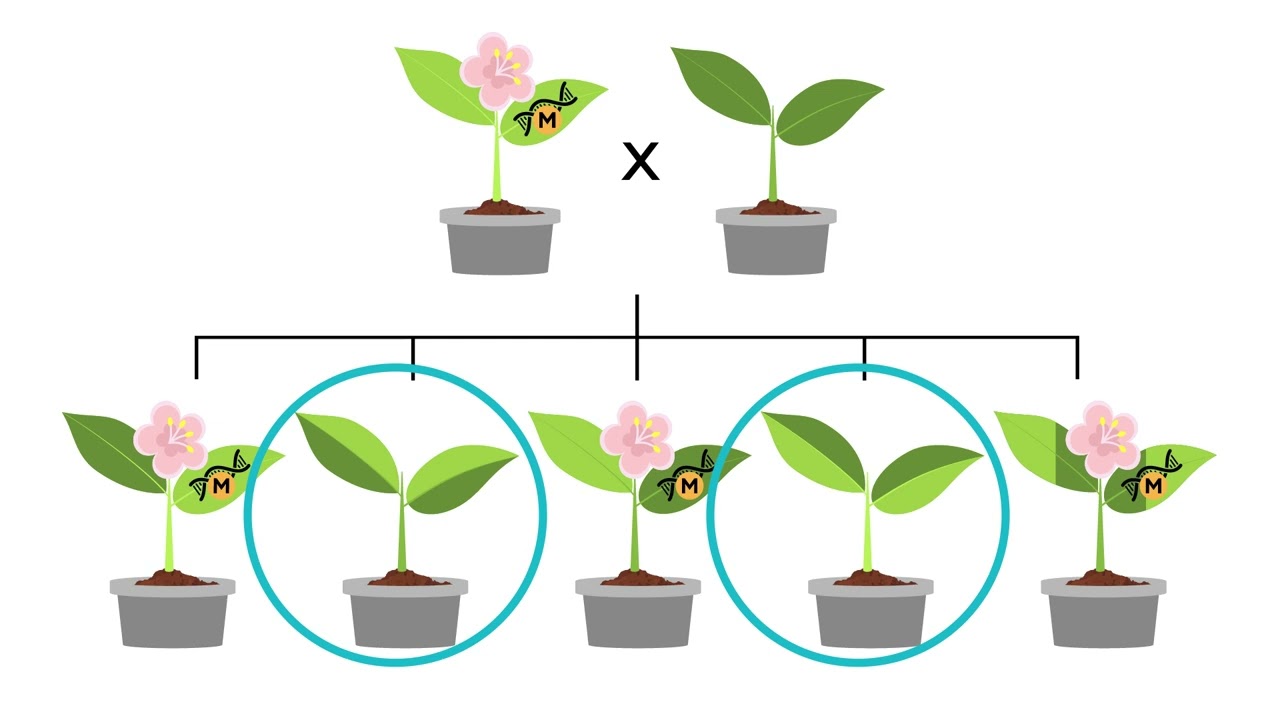 What is a null segregant? - YouTube