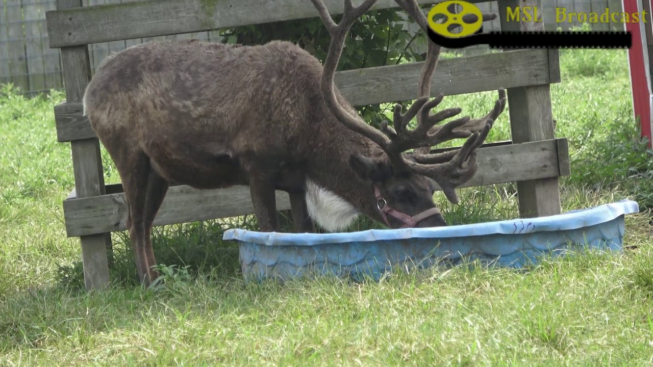 Reindeer Drinking Water - YouTube