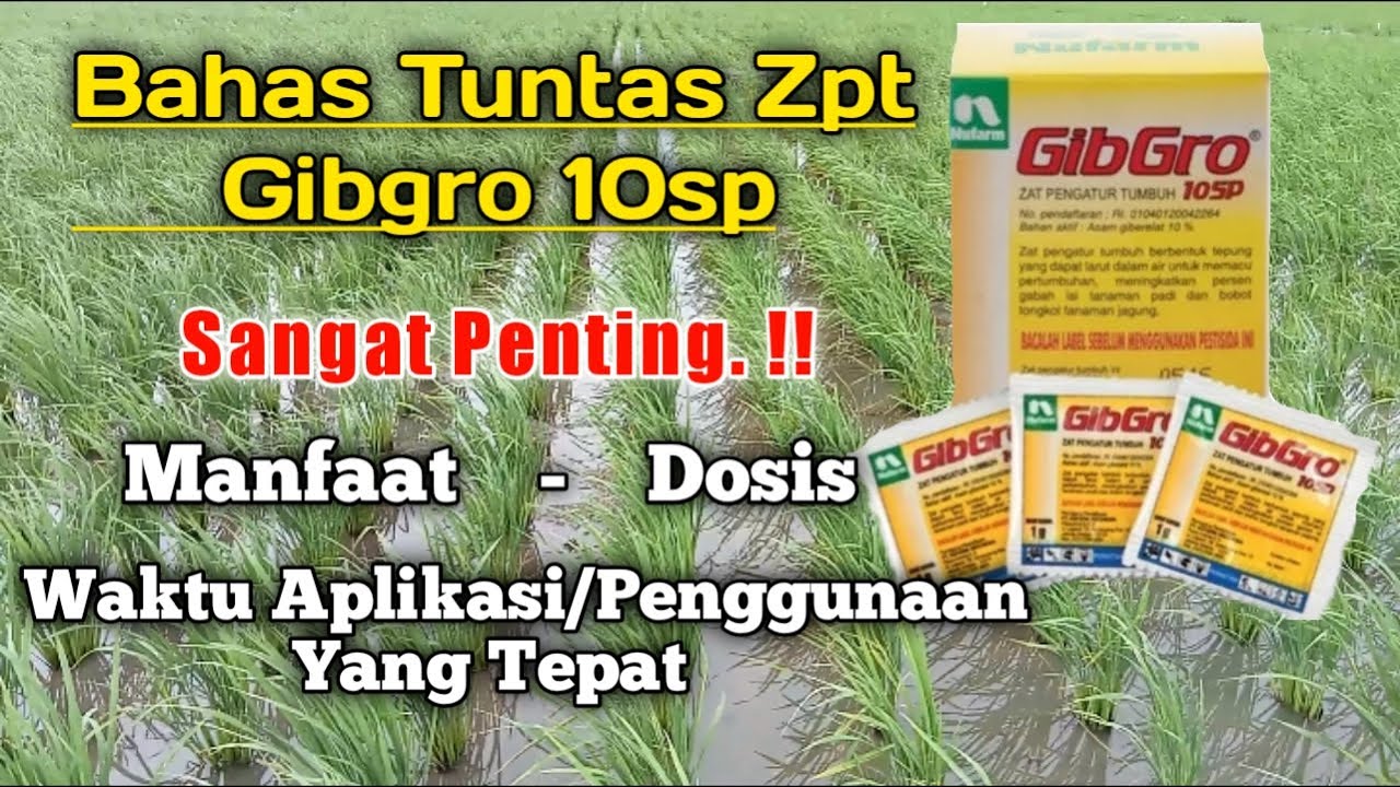 Manfaat Gibgro - Waktu Tepat Penggunaan Gibgro Dan Dosis Gibgro 10sp ...