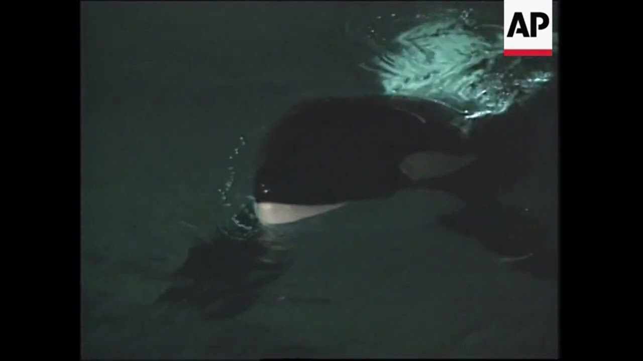 Keiko in Oregon and Iceland - YouTube